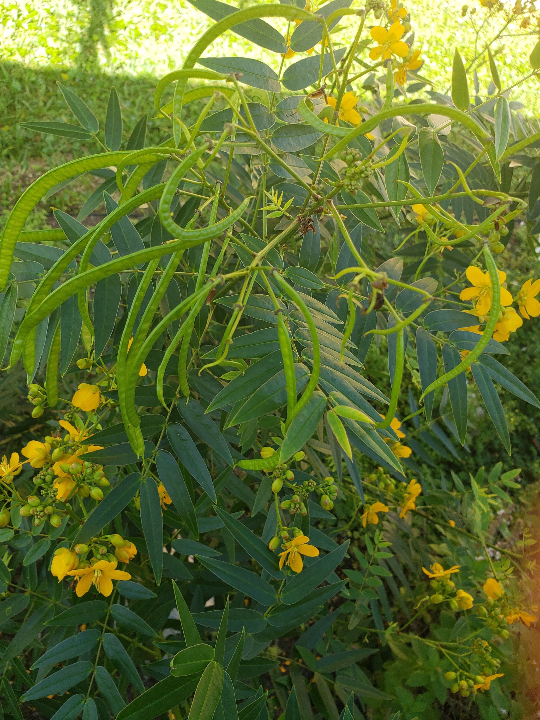 Pods Of Senna Herb