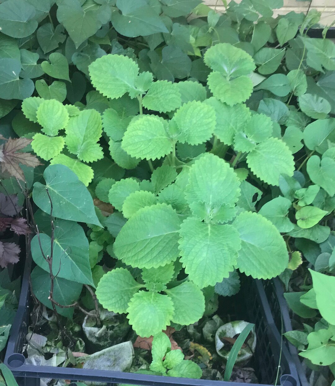Cuban Oregano, Broad Leaf Thyme, Mexican Mint, Indian Borage Herb Starter Plant- Live Plant - Etsy