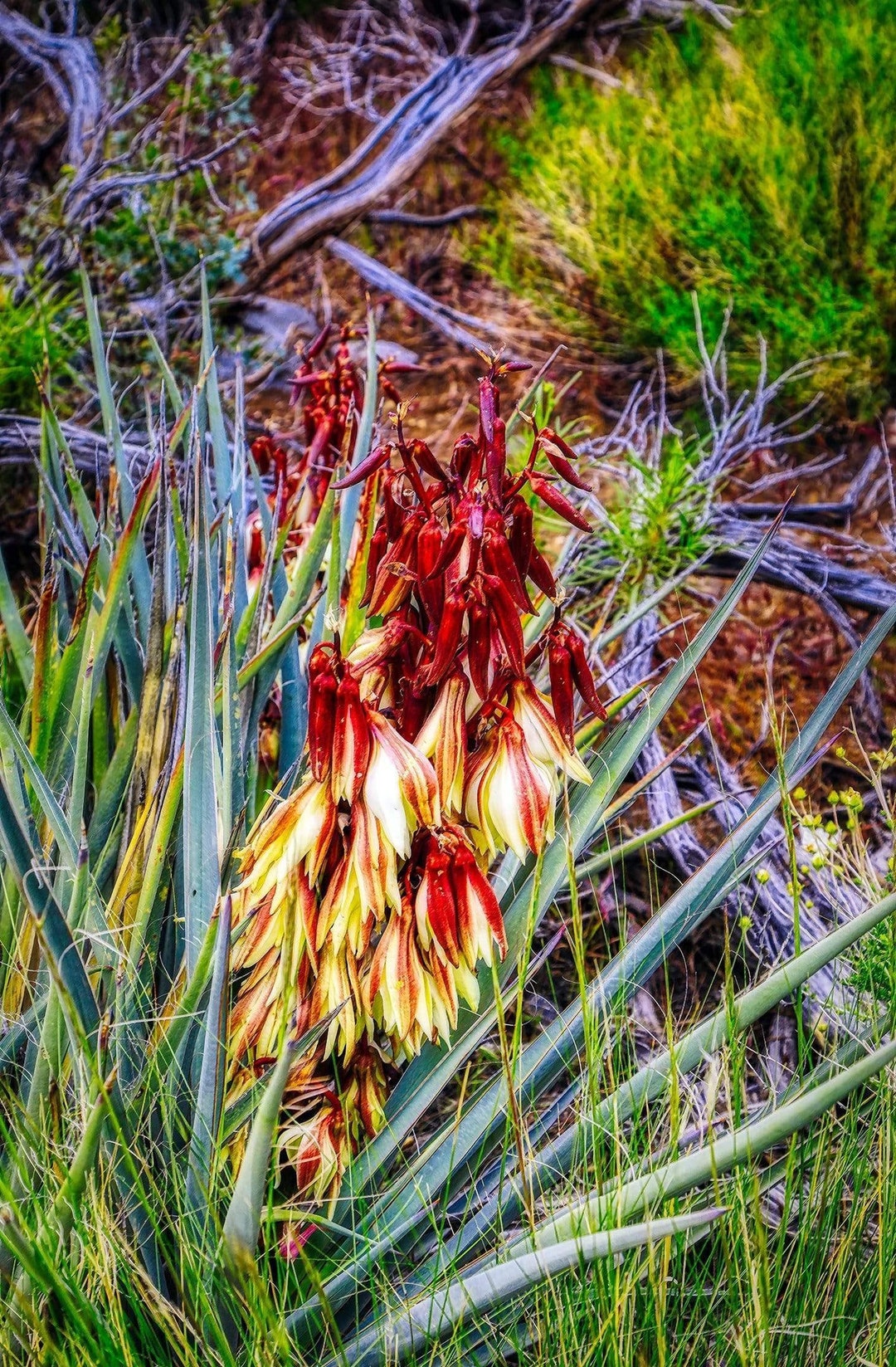 Red Rock National Park Wild Peppers Nevada - Etsy