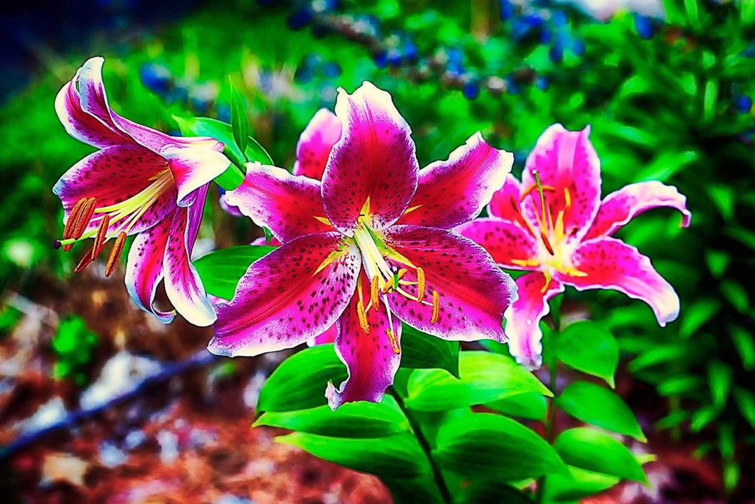 Star Lilies - Etsy