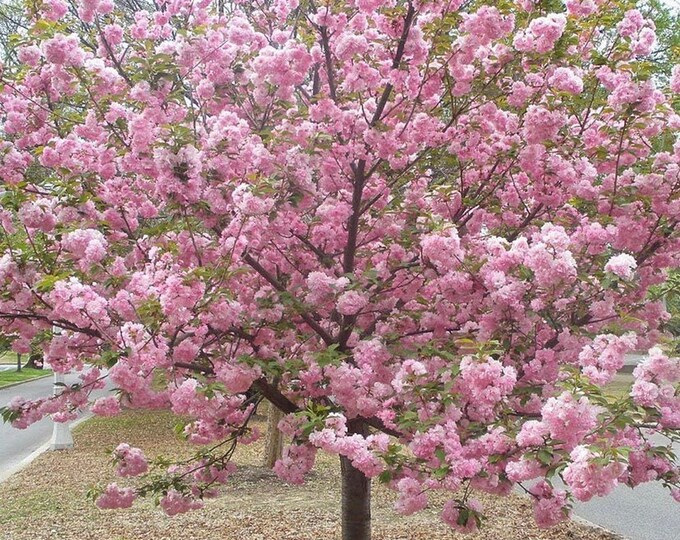 Prunus 'kanzan' / Kwanzan Cherry 6-12" Bareroot - Etsy