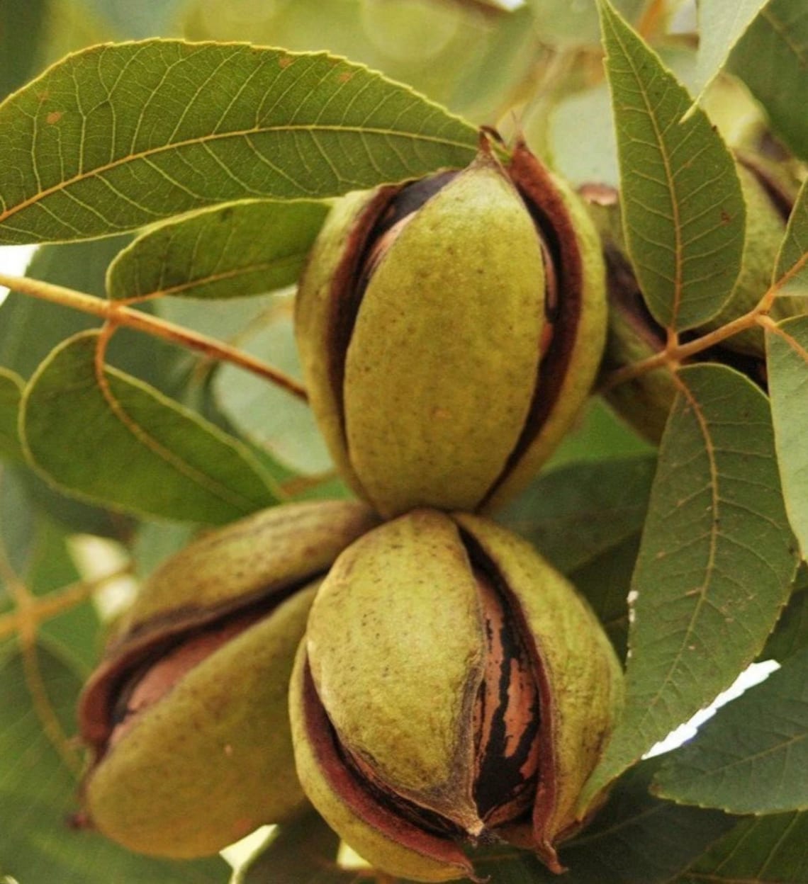 Carya Illinoinensis - Hardy Pecan Bareroot Plants - Etsy