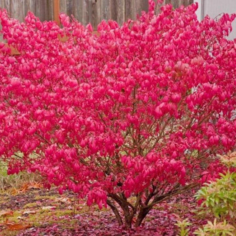 Burning Bush Live Plant - Etsy