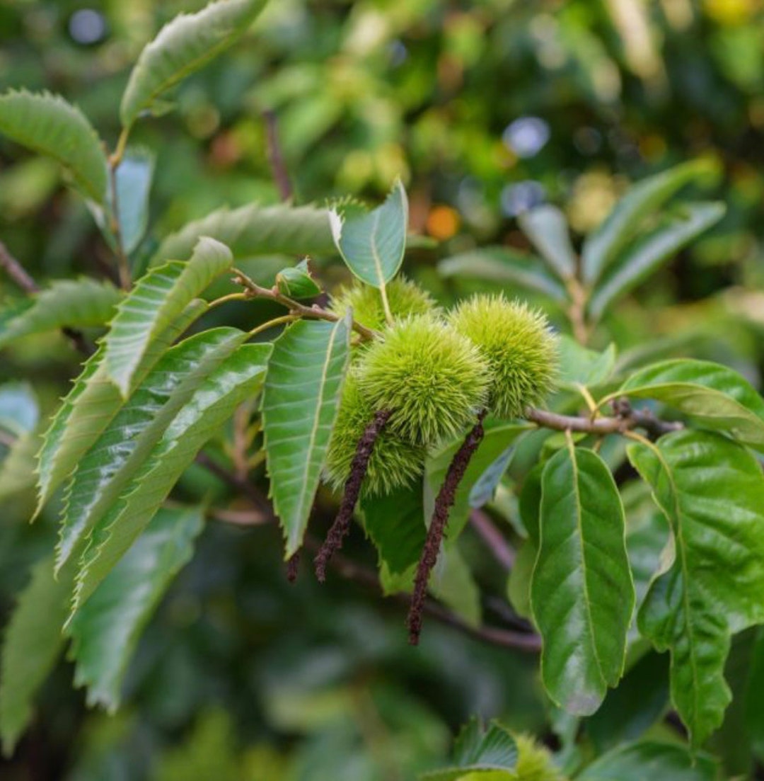 Castanea Mollissima - Chinese Chestnut Bareroot Plants - Etsy