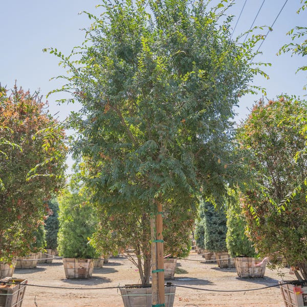 Chinese Elm' - Etsy