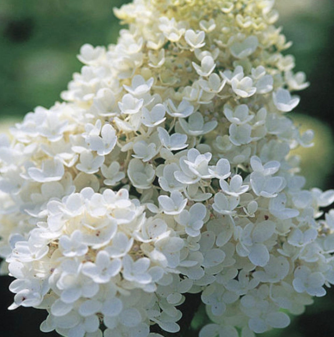 Hydrangea Paniculata 'grandiflora' Peegee Hydrangea | Etsy