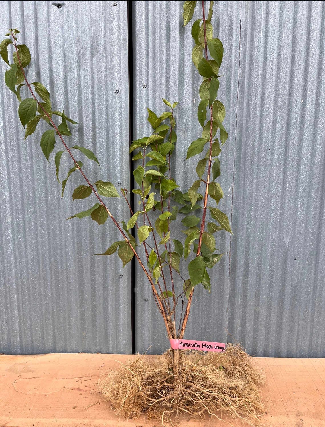 Philadelphus Minnesota Snowflake Mock Orange Bareroot Plant - Etsy