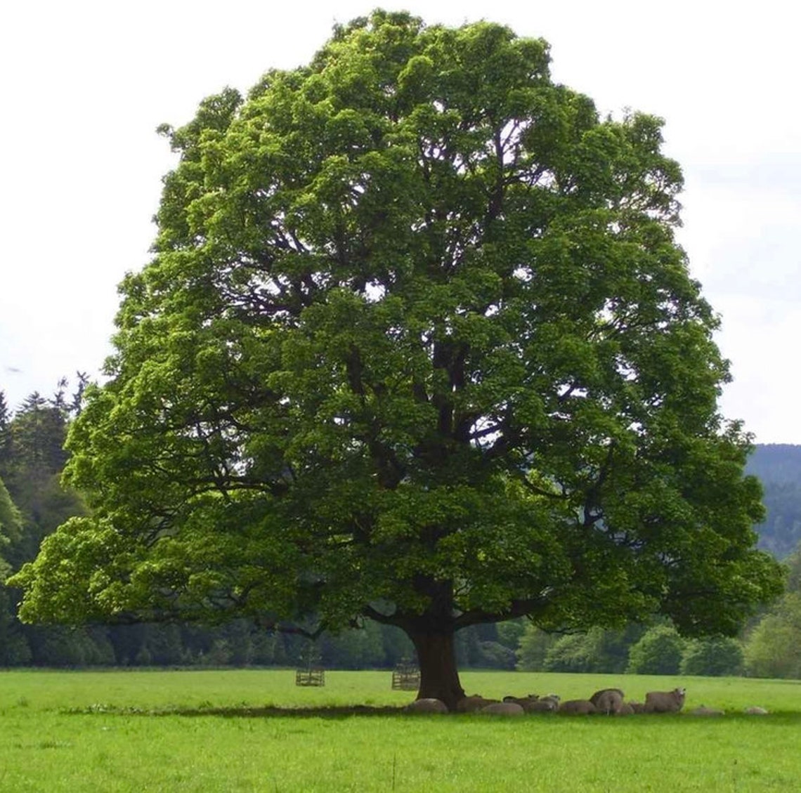 Platanus Occidentalis / American Sycamore Bareroot Plants - Etsy