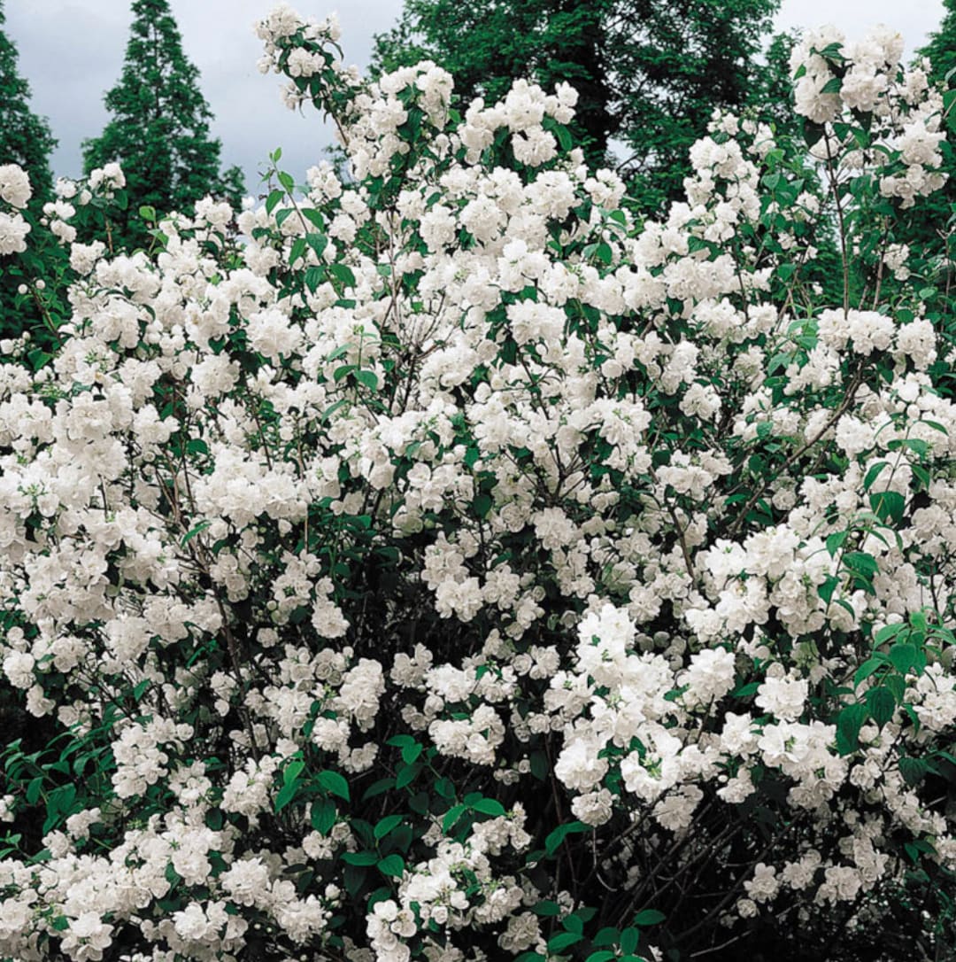 Philadelphus - Minnesota Snowflake Mock Orange Bareroot Plant - Etsy