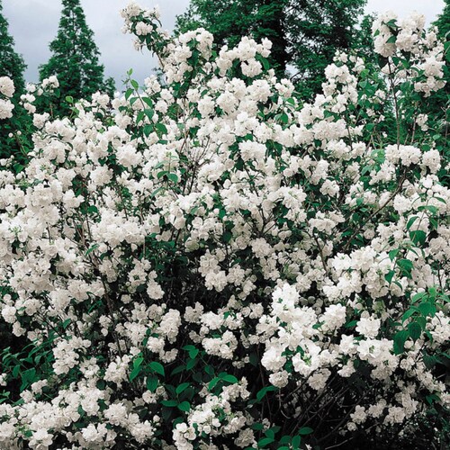 Philadelphus Minnesota Snowflake Mock Orange Bareroot Plant - Etsy