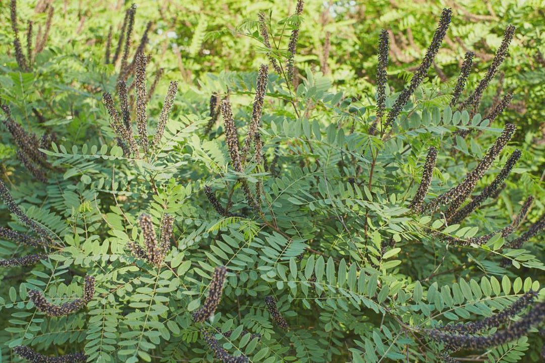 Amorpha Fruticosa - Indigo Bush Bareroot Plant - Etsy