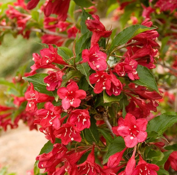 Red Prince / Red Weigela Bareroot Plants - Etsy