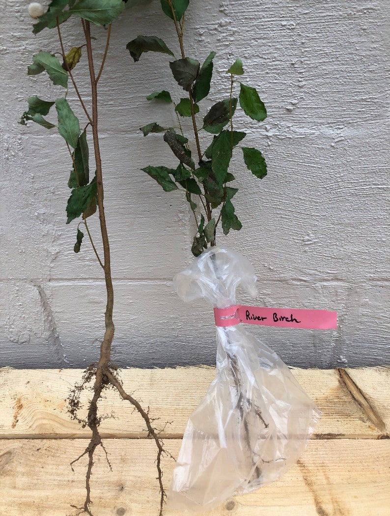 Betula Nigra / River Birch Bareroot - Etsy
