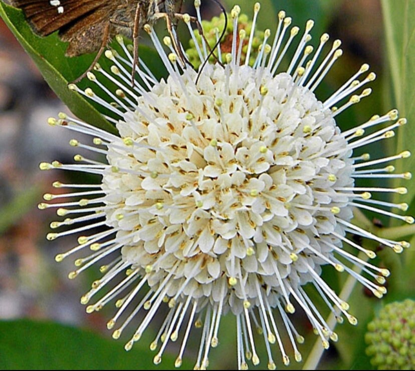 Cephalanthus Occidentalis / Buttonbush Live Bareroot - Etsy
