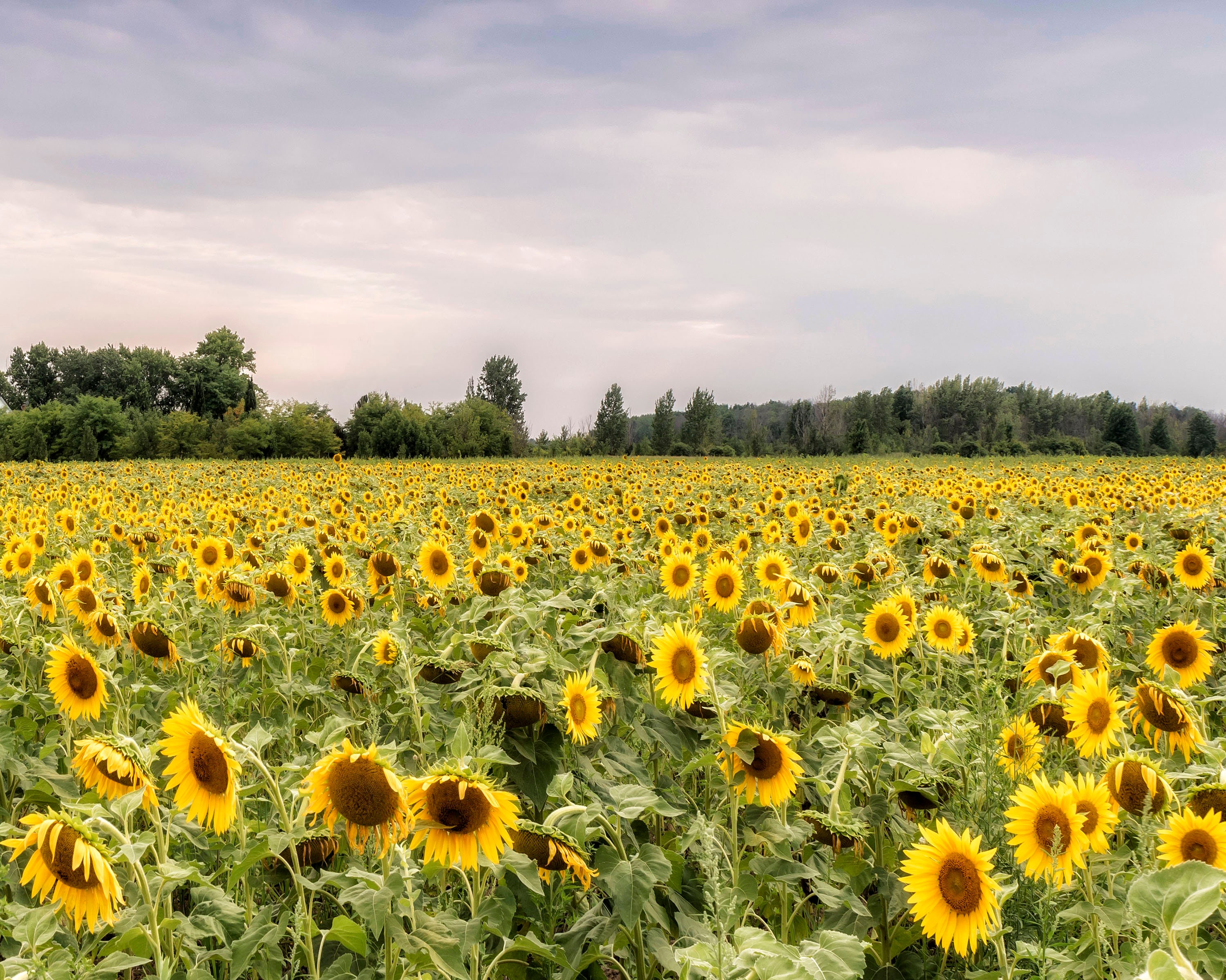 Sunflower Landscape