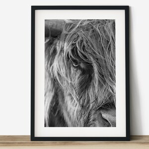 Buffalo, Bull Photography Black & White Animal Photography. Printable ...