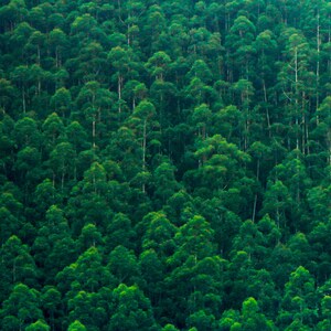 Deep Forest, Color Plant Photography. Printable Wall Art. Ready Made to ...