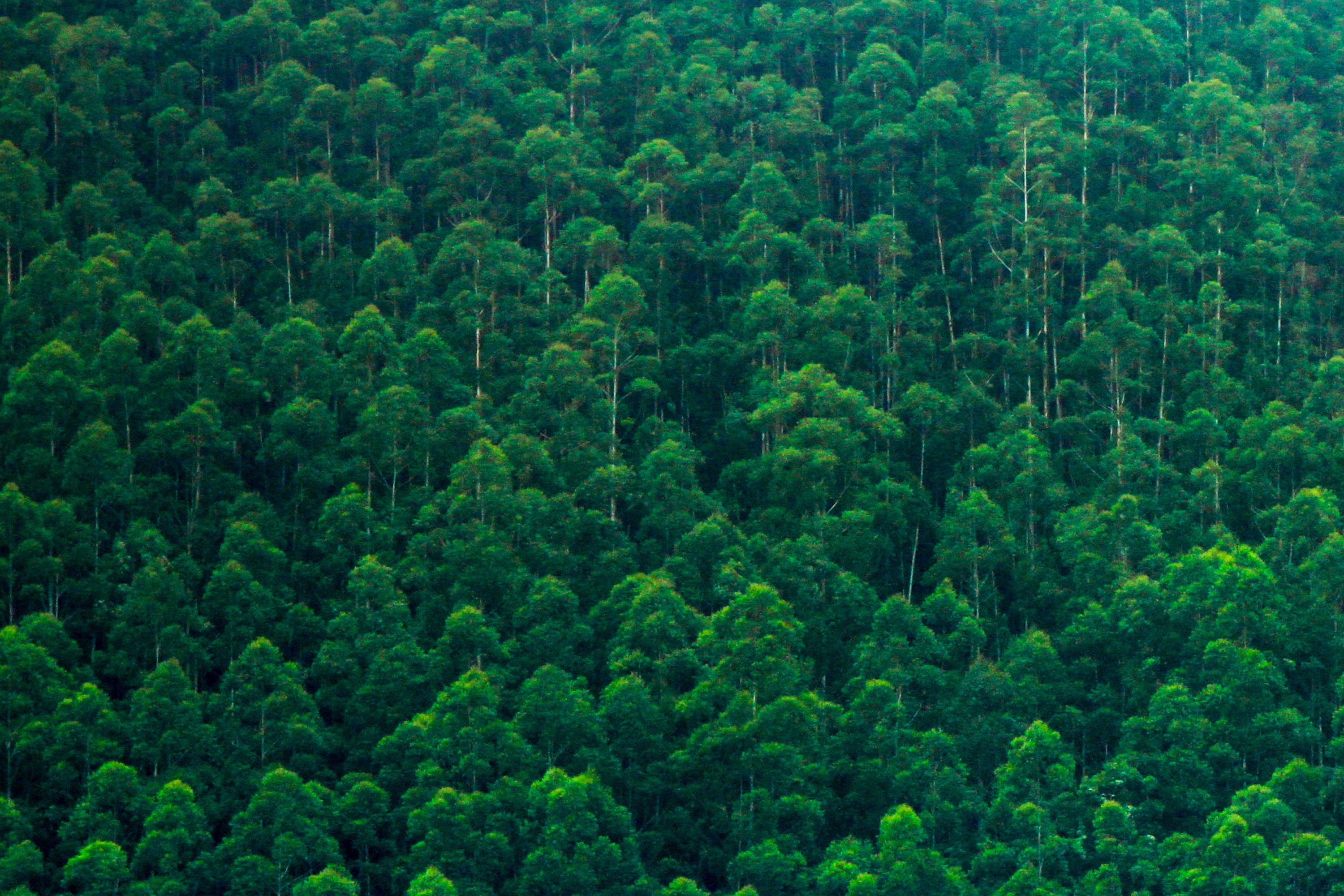 Deep forest color plant photography. Printable wall art. | Etsy