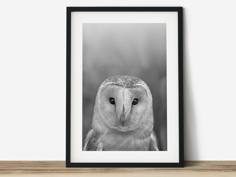 Barn Owl Portrait Print: Black and White Animal Photography (digital ...