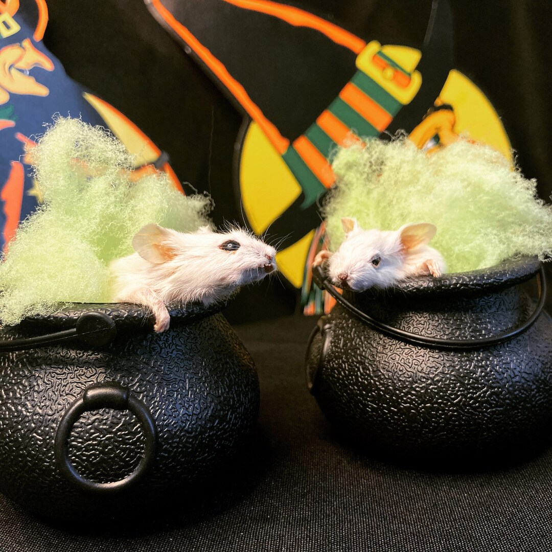 Taxidermy Cauldron Mice - Etsy