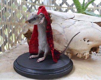 Taxidermyrat - Etsy