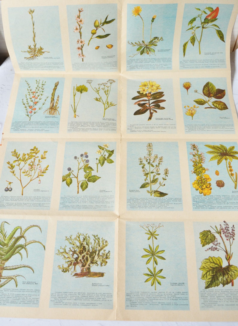 Paper Herbs prints Large botanical healing plants paper Vintage ...