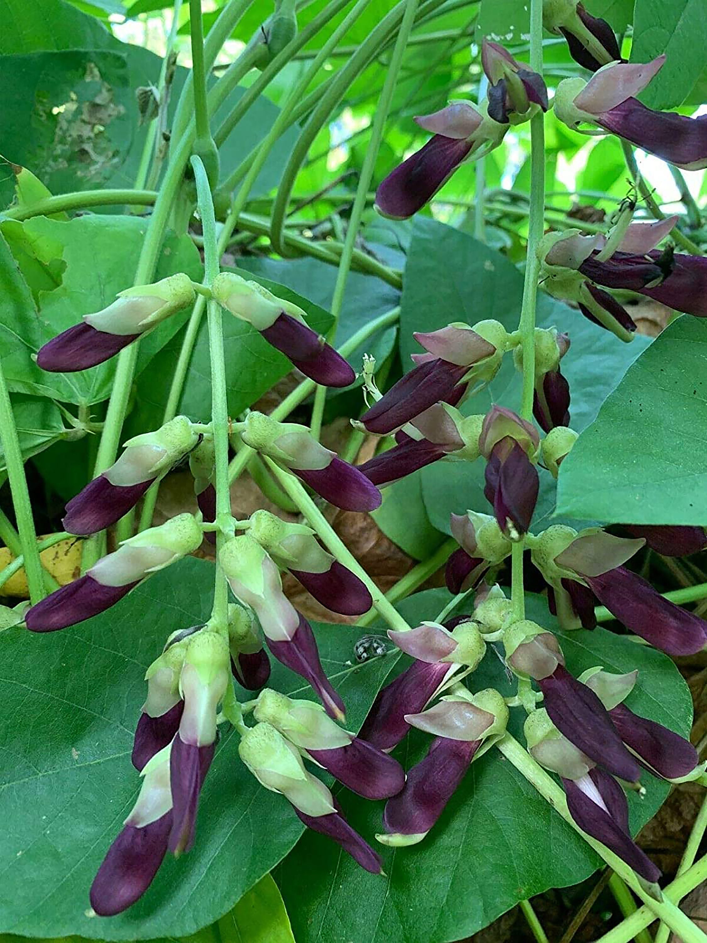 Velvet Bean Seeds mucuna Pruriens Packet of 30 Seeds Medicinal non ...
