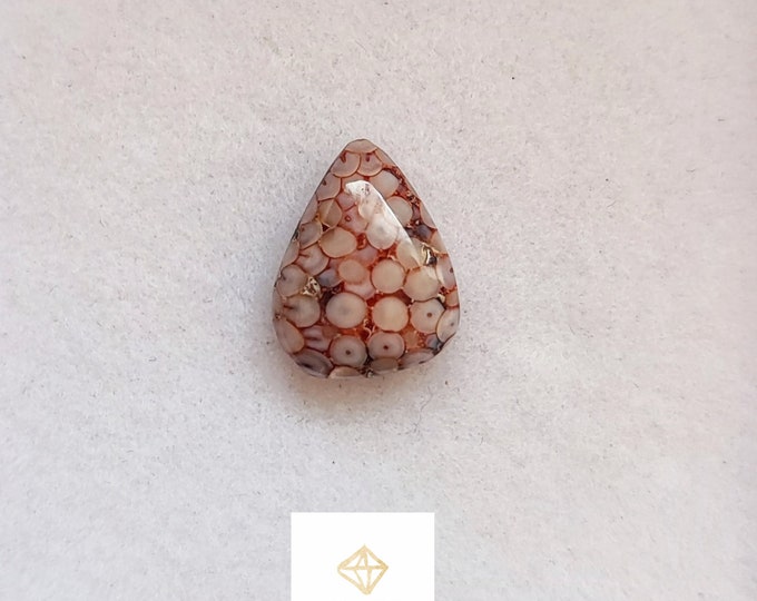 Snakeskin Wrasse Fossil Cabochon Stone , Snakeskin Agate Specimen ...