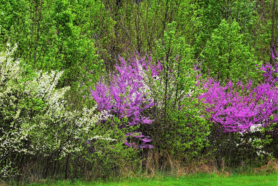 APRIL BUDS, Blooming Flowers, Trees, Bluegrass, Redbud Trees, Dogwood ...