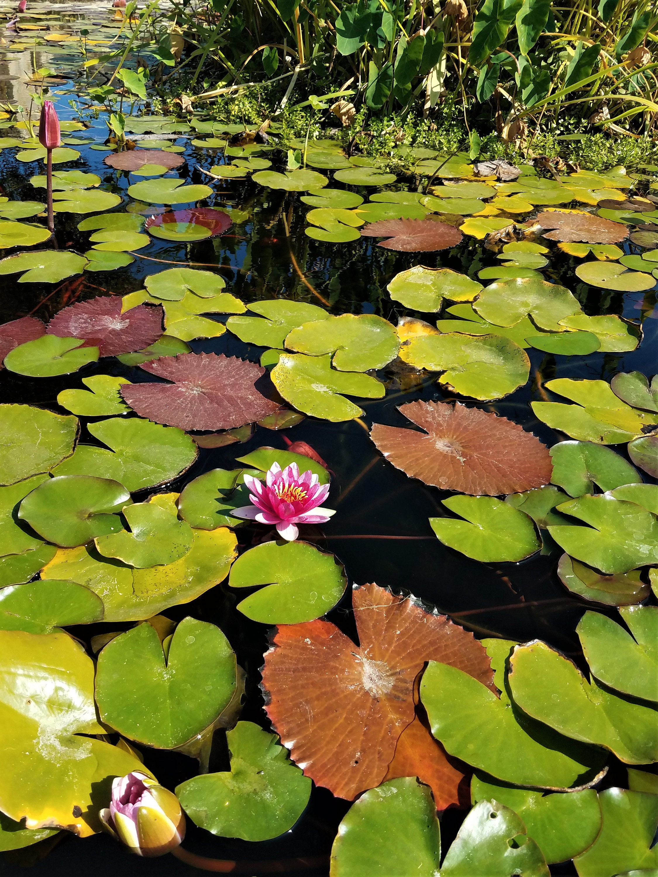 LILY POND, Print, Lily, Pads, Water Lily, Bright, Colorful, Light, Coy ...