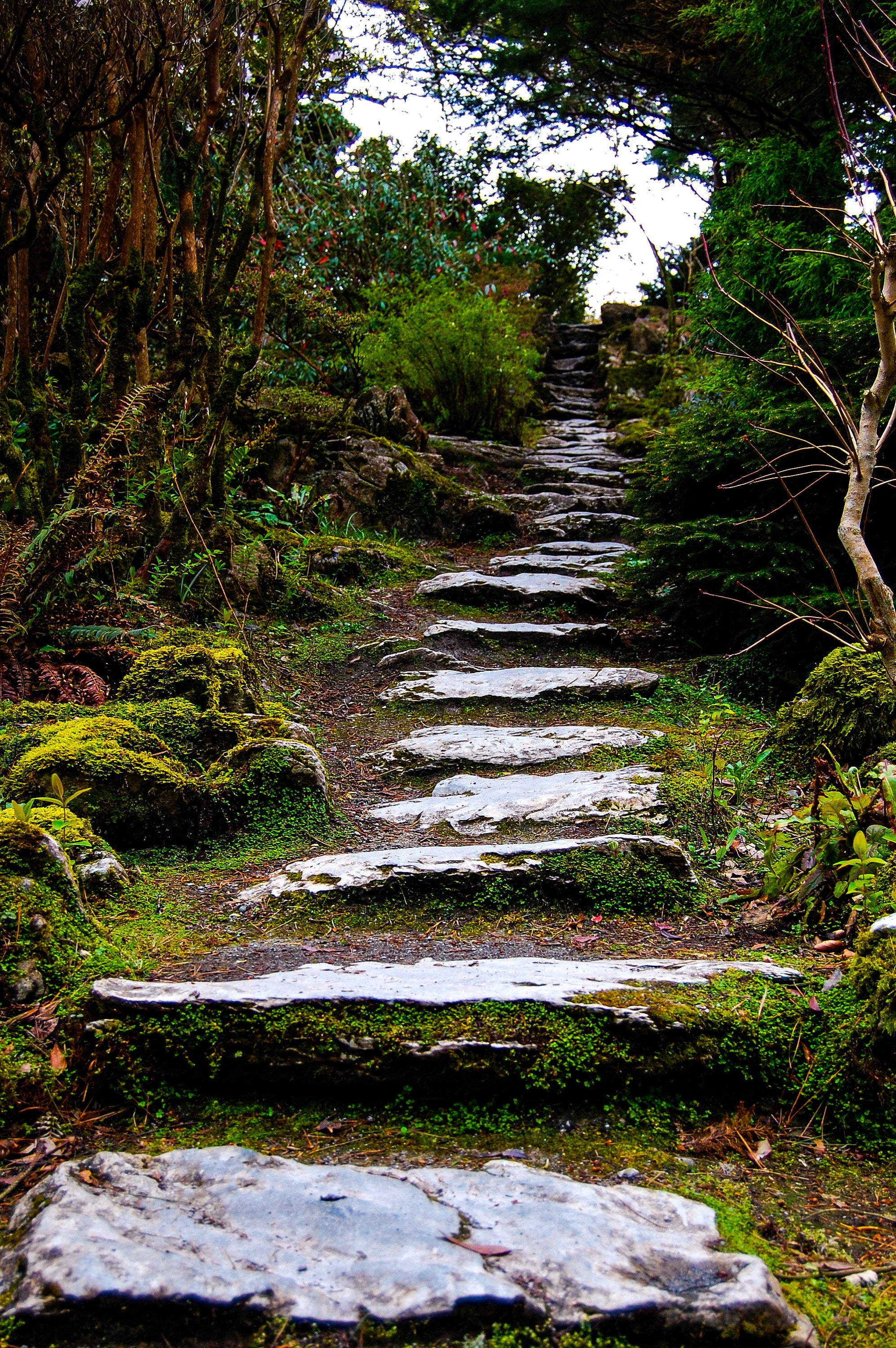 Ancient Stone Path, Path, Hill, Trees, Woods, Flat Stones, Large Stones ...