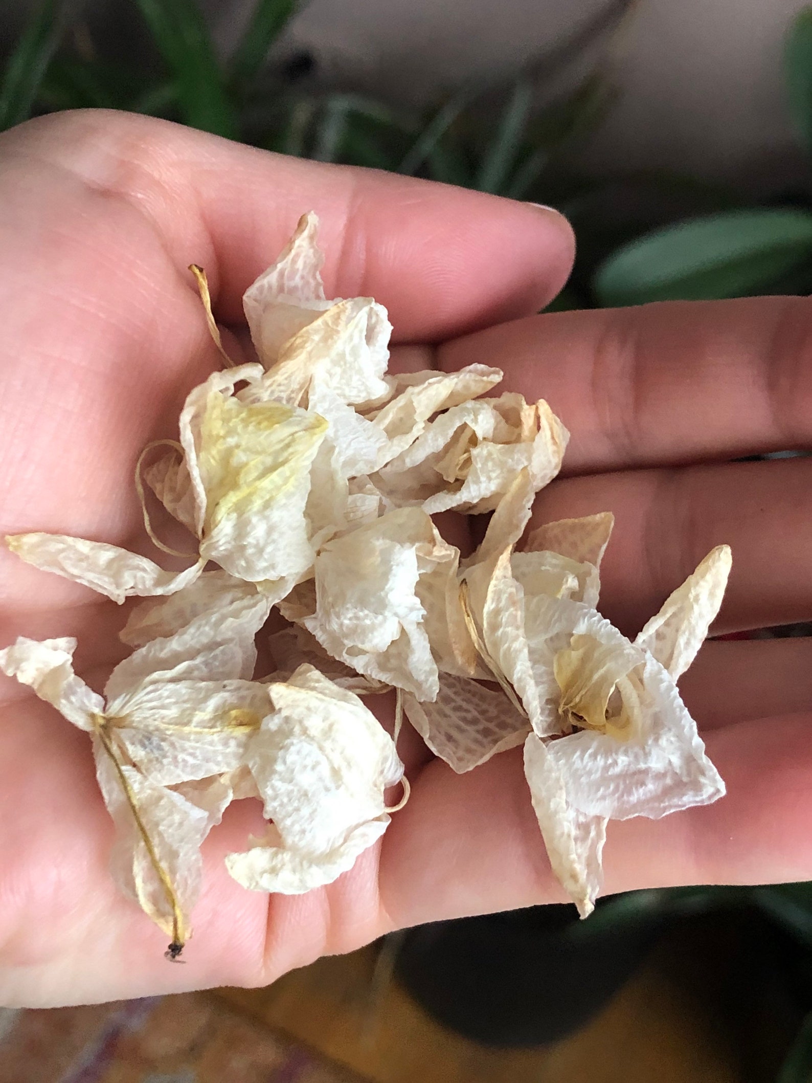 31 Dried Orchid heads Small White orchid blooms Small dried | Etsy