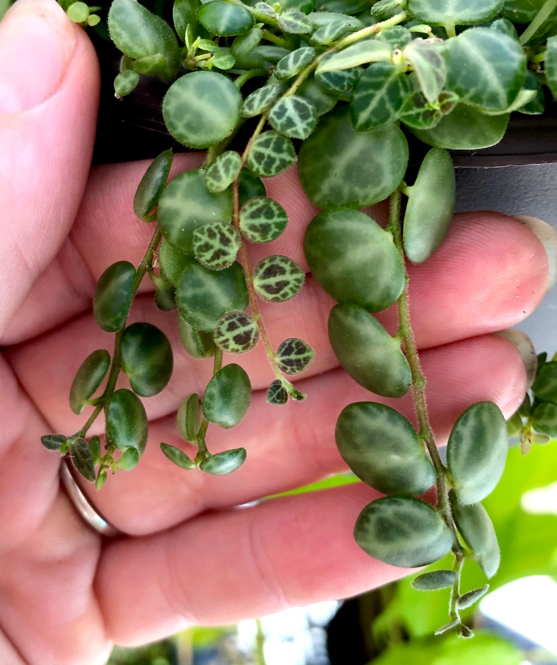 Peperomia Prostrata Turtles on a String Cuttings - Etsy