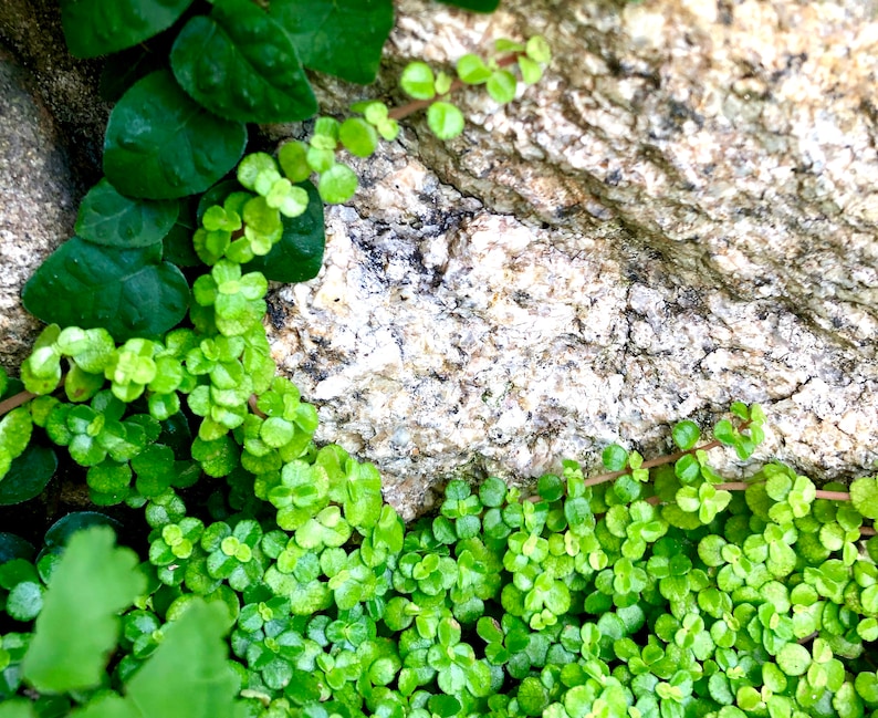 Green Baby Tears - Pilea Depressa Cuttings - Etsy