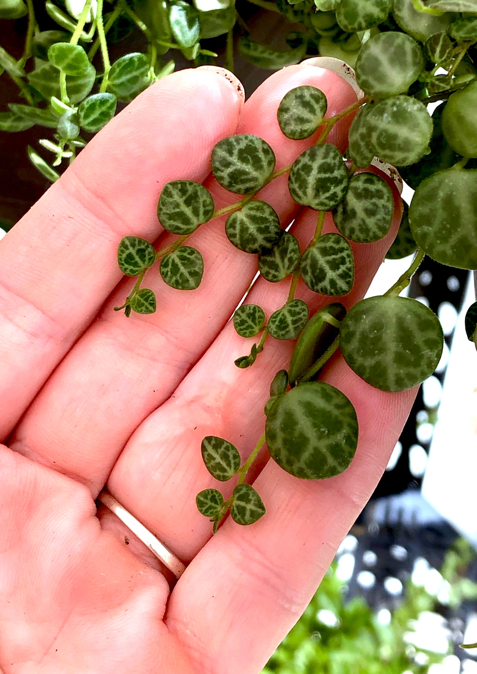 Peperomia Prostrata Turtles on a String Cuttings | Etsy Canada