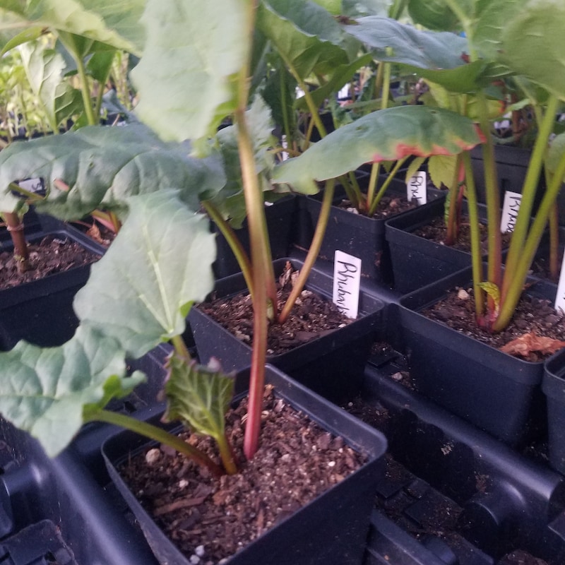 Rhubarb - Etsy