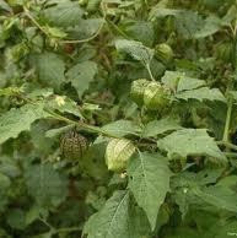 Mullaca 1oz. - Wild-harvested Powder - Etsy