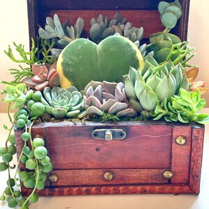 Succulent Treasure Box | Succulent Gift - Etsy
