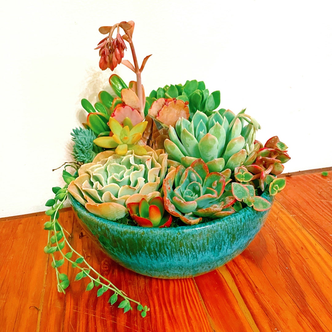 Turquoise Sparkle Living Succulent Arrangement 6.5 Inch Succulent ...