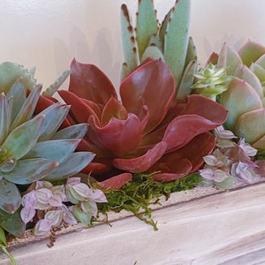 Rustic Wood Planter With Live Succulents Arrangement 12 Inch Wood ...
