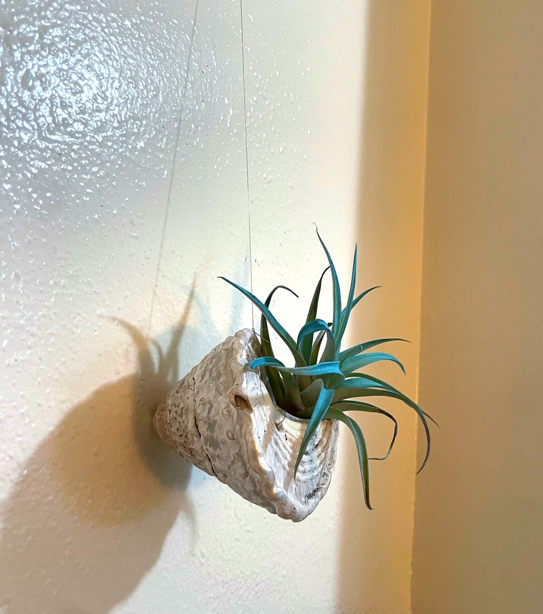 Hanging Air Plant Holder – Wavy Turban Snail Shell | Coastal Shell ...