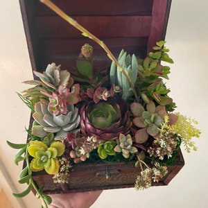 Succulent Treasure Box | Succulent Gift - Etsy