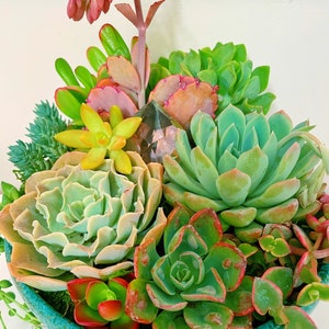 Turquoise Sparkle Living Succulent Arrangement | 8 Inch Succulent ...