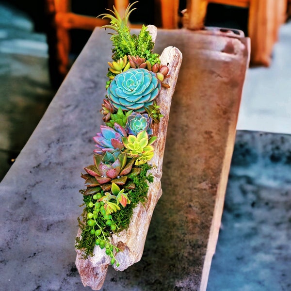 Driftwood Centerpiece - Etsy