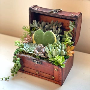 Succulent Treasure Box | Succulent Gift - Etsy