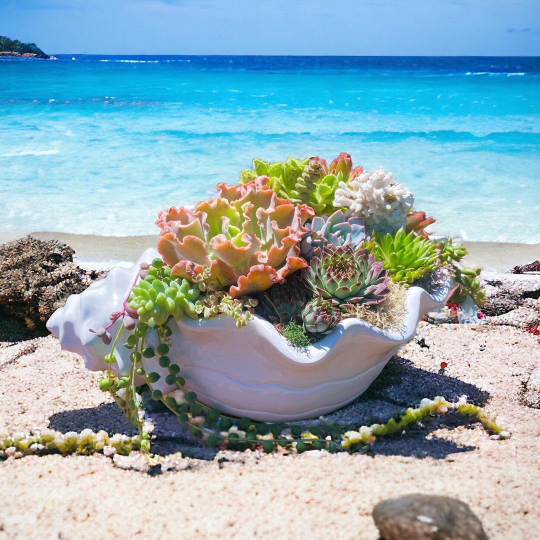 Malibu Seashell Succulent Arrangement | Beach Decor | Large Seashell ...