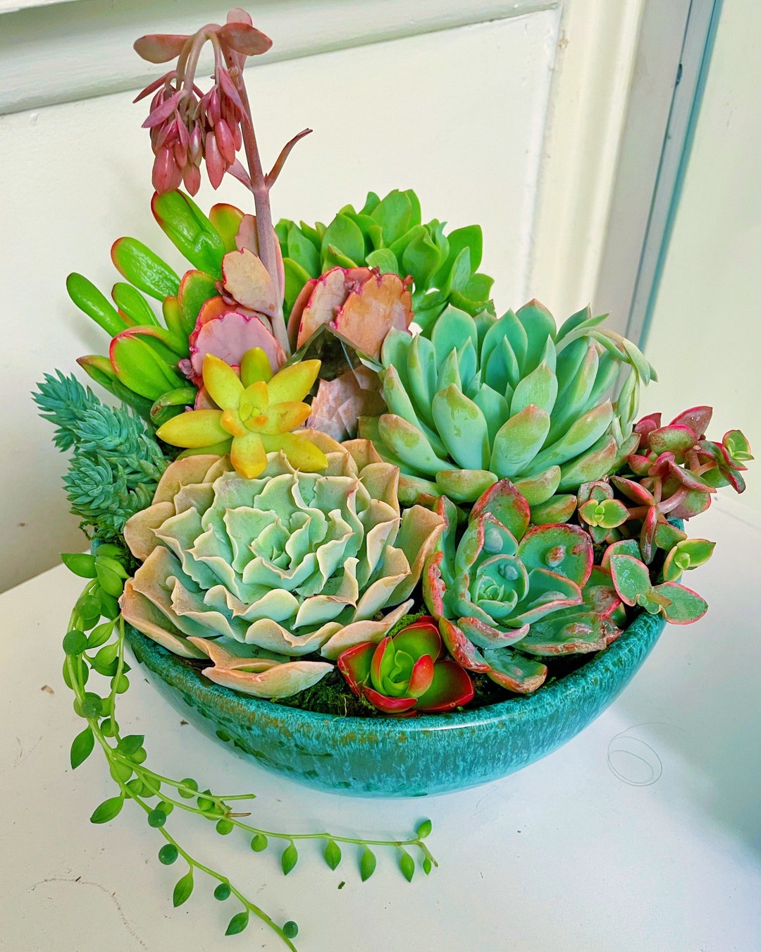 Turquoise Sparkle Living Succulent Arrangement | 8 Inch Succulent ...