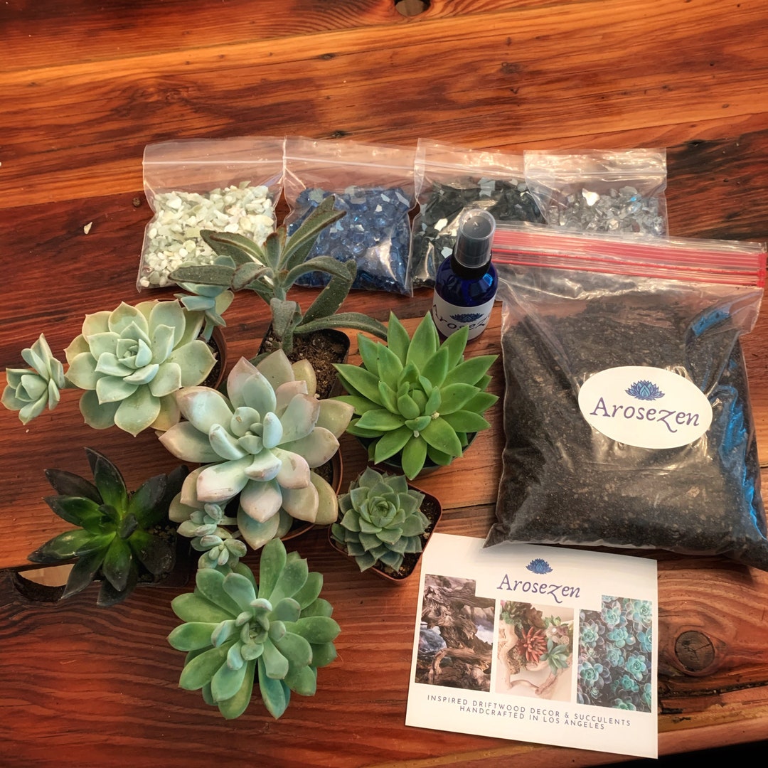 DIY Succulent Planting Kit – Create Your Own Living Arrangement - Etsy