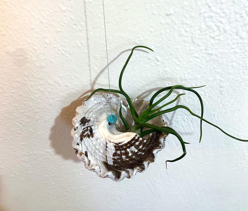 Hanging Air Plant Holder – Wavy Turban Snail Shell | Coastal Shell ...