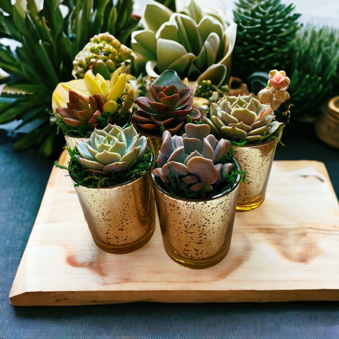 Decadent Gold Succulent Pot | Succulent Favor | Event Decor| 2 Inch ...